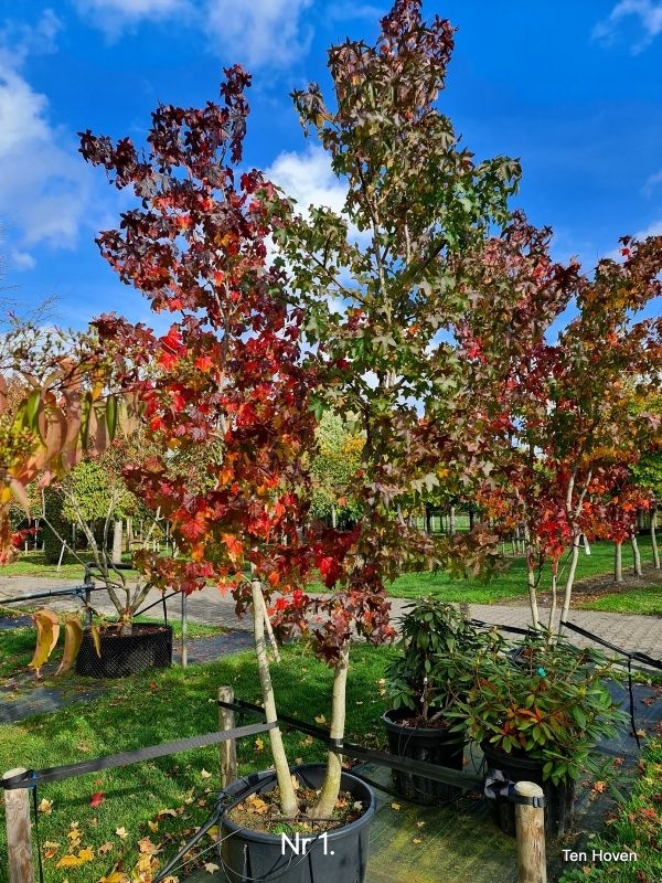 Amberboom, Liquidambar styraciflua kopen